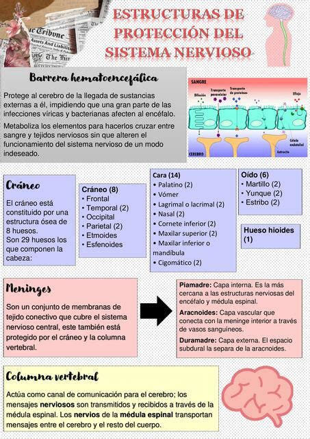 Estructuras de Protección del Sistema Nervioso Alisson ef uDocz