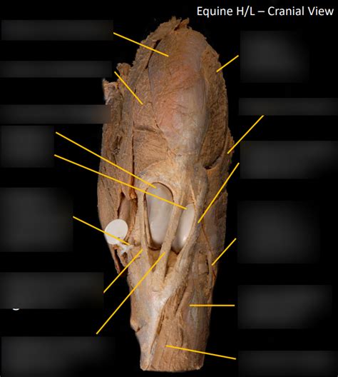 Equine Stifle Joint Cranial View Diagram Quizlet