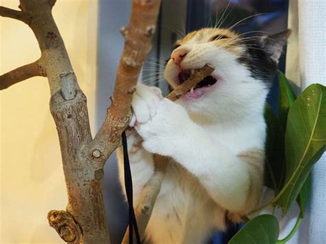 猫がビニール袋を噛んだり舐める3つの理由と対策について みみむむ猫ブログ
