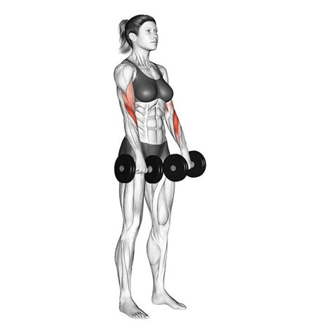 Reverse Curls Vs Hammer Curls Which Is Best For The Biceps Reverse