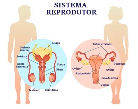 Ciências 8º ano Aula 27 Sistema Reprodutor Masculino