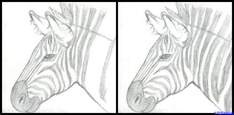 How To Draw A Zebra Draw A Realistic Zebra Step Graphite Drawings