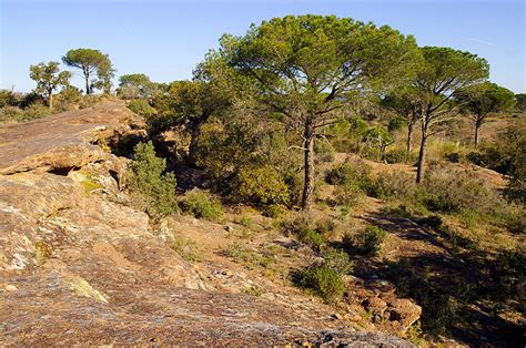 Photos Du Massif Des Maures La Plaine Des Maures Au Petit Matin