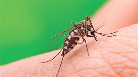 Aparecen 24 Nuevos Casos De Dengue Noticias Diario De Morelos