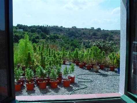 Cómo cultivar marihuana en exterior Pasos básicos