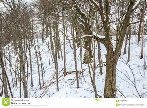 Arbres nus en hiver image stock Image du congelé circuler 111247767