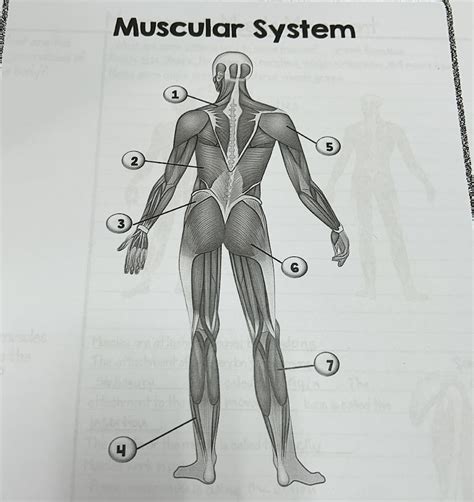 Posterior Body Diagram Diagram Quizlet