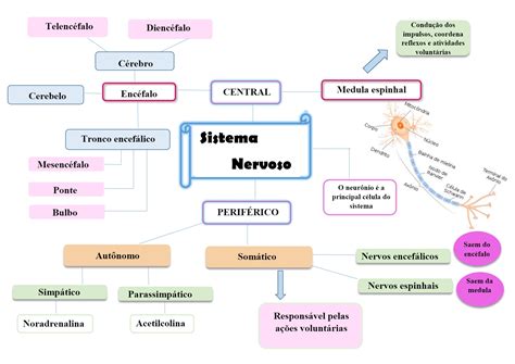 Mapa Mental Sobre Tce Fisioterapia Neurofuncional Images And Photos