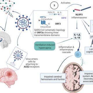 SARS CoV 2 Causes Damage To The Nervous System Via 4 Possible Pathways