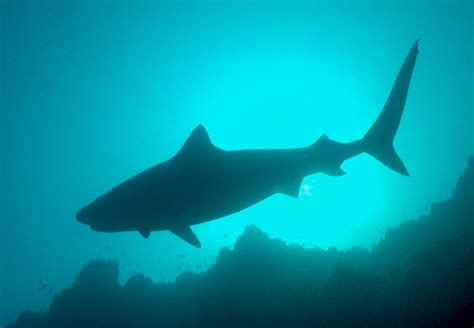 TIBURONES TIGRE EN FUVAHMULAH SUR DE MALDIVAS KARLOS SIMÓN