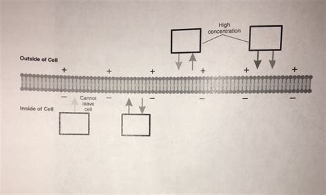 Defining Resting Membrane Potential Diagram Quizlet