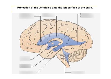 Brain Ventricle Model Diagram Quizlet
