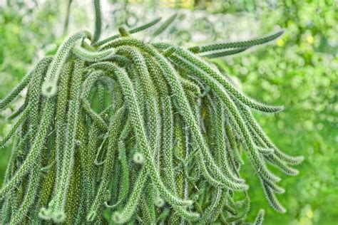 Un cactus au port retombant et à la croissance rapide