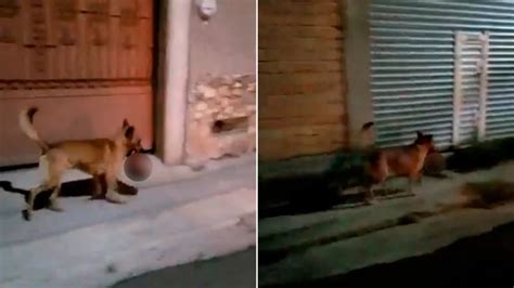 Video Impactante Perro Pasea Con Cabeza Humana En Su Boca
