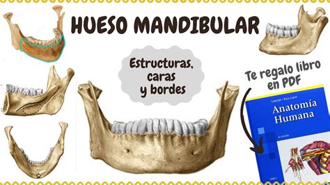 Hueso mandibular explicación fácil y rápida OdontologiaconCri YouTube