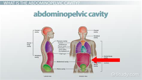 Anatomical Landmarks Of Human Body Cavity Abdominopelvic Organs Bony