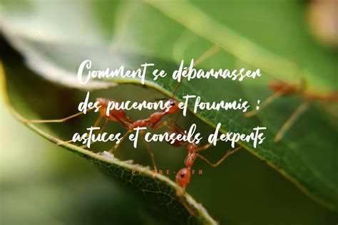 Comment Se D Barrasser Des Pucerons Et Fourmis Astuces Et Conseils D