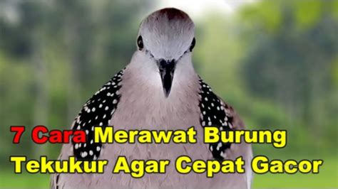 Cara Merawat Burung Tekukur Agar Cepat Gacor Youtube