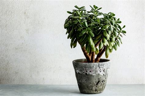 Plantas de la abundancia guía completa para cultivar y atraer la