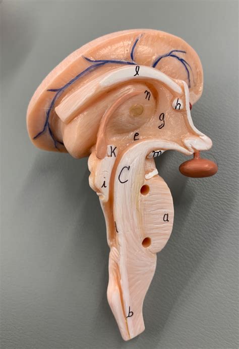 Brainstem Sagittal Cut Diagram Quizlet