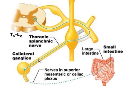 Autonomic Nervous System Flashcards Quizlet