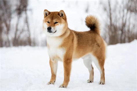 Shiba Inu Price Prediction SHIB Dips 22 In A Week Time For
