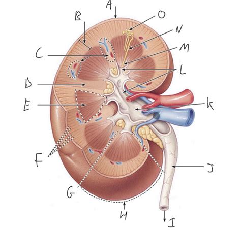 Renal Flashcards Quizlet