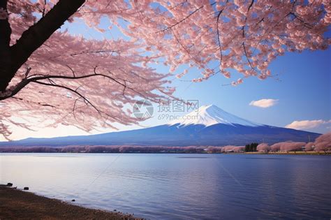 富士山下盛开的樱花街道高清图片下载 正版图片600439955 摄图网