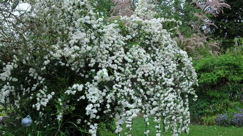 Spirée plantation entretien soin Le Parisien