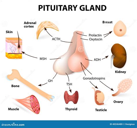 Summary Hormones Secreted From The Pituitary Gland Stock Vector Image