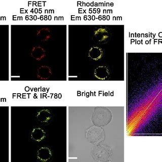 Fluorescence Imaging Of HeLa Cells With 10 Mm Probe A In The Absence