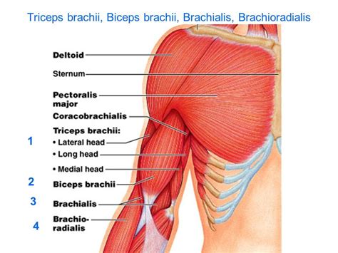 Diagram Arm Muscles Diagram Quizlet