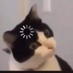Cat Loading Meme Generator Imgflip