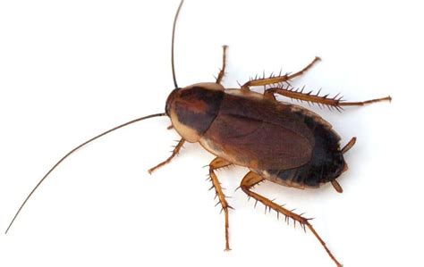 Bugs That Look Like Cockroaches A Comprehensive Guide The Pro Pets