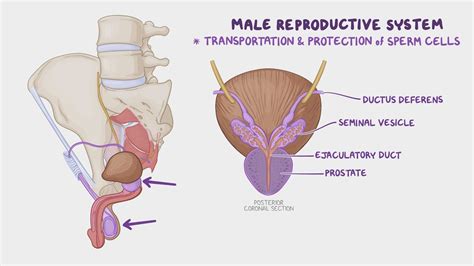 Male Reproductive System Anatomy