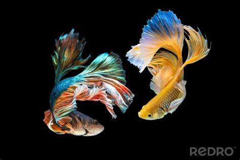 Poster Bunte Fische auf schwarzem Hintergrund nach Maß myredro de