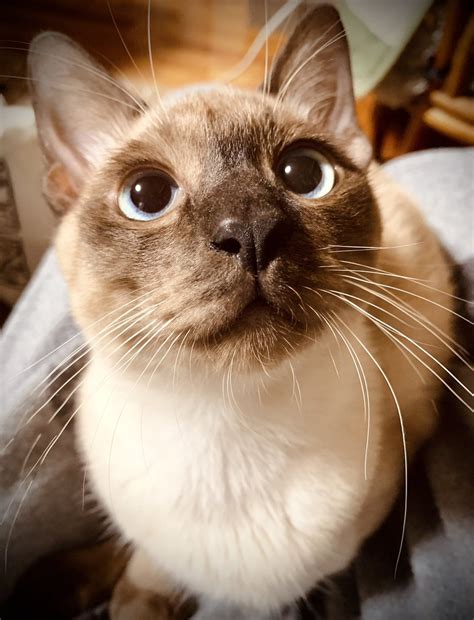 しもつきあき on Twitter RT raden108s 今日は シャム猫の日 生まれた時は淡色で育つとしみチョコみたいに