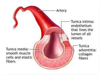 Ciri Ciri Arteri Materi Co ID