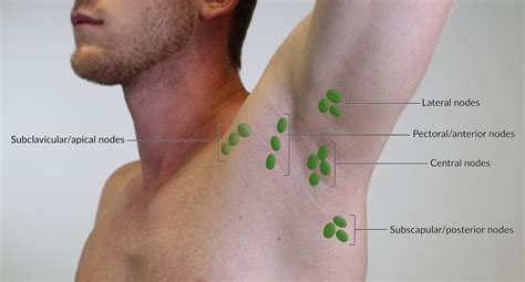 How To Drain Lymph Nodes Armpit Best Drain Photos Primagem Org