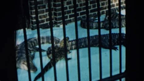 Hicksville New York Alligators Bri Stock Video Pond