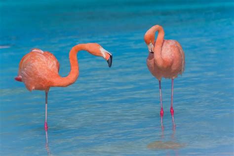 Why Do Flamingos Stand On One Leg