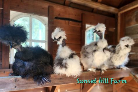 Silkie Hatching Eggs Paint Black 6 Satin Showgirl Frizzle NPIP