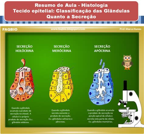 FAQBIO Apoio Ao Estudo De Biologia Ficha Resumo Tecido Epitelial
