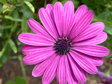 1920x1080 Wallpaper Purple Petaled Flower Peakpx