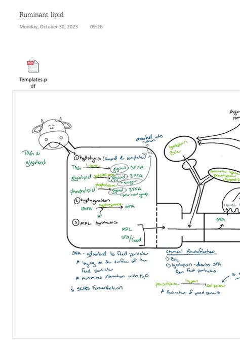Ruminant Lipid Digestion Flowchart Ansc Stuvia Us