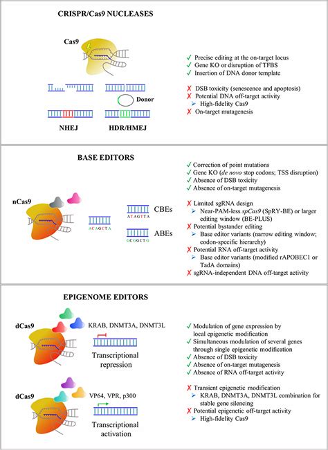 Frontiers Delivery Platforms For CRISPR Cas9 Genome Editing Of Glial
