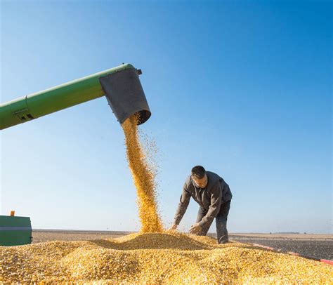 Brasil deve produzir a maior safra de grãos da história em 2022 23
