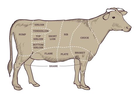 Steak Cuts Diagram Cow