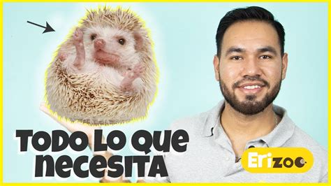 Cómo cuidar a mi erizo de manera correcta Erizoo México Venta de