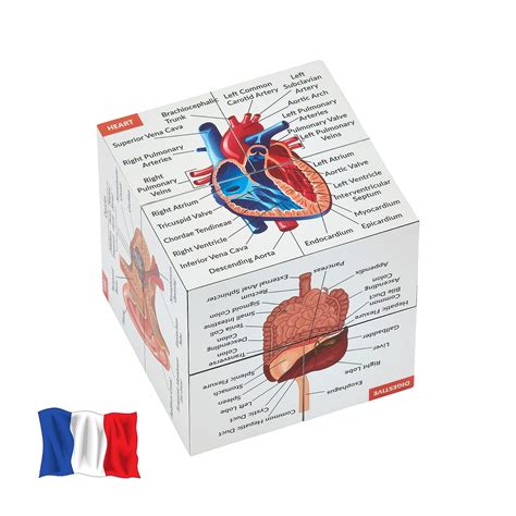 Cube d étude d anatomie humaine EN FRANÇAIS Étudiez 9 parties du